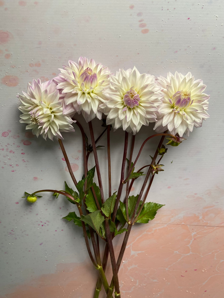 Dahlia ~ ‘Who Me’ ~ 5 Stems – New Moon Flowers