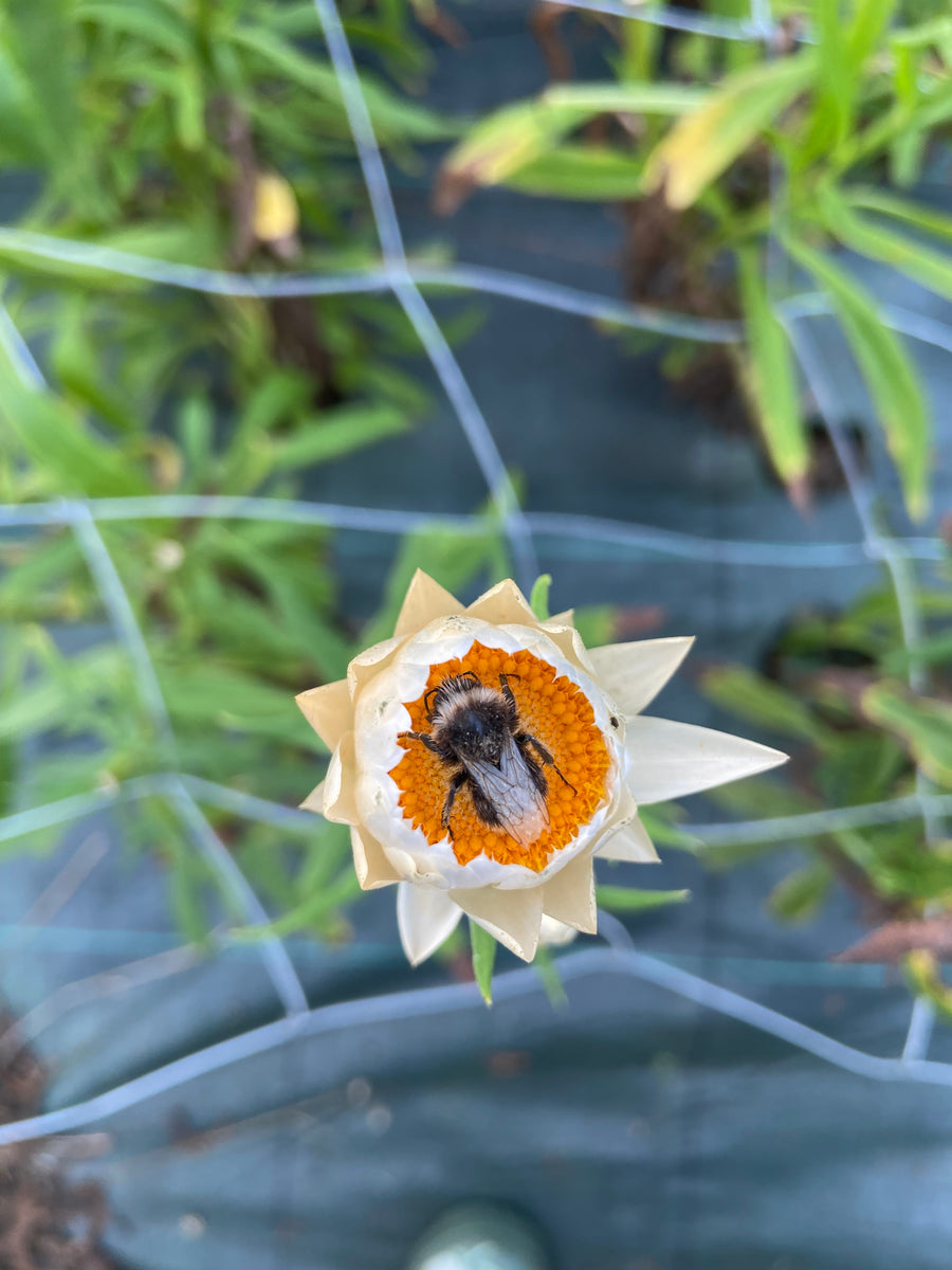 Strawflowers ~ 10 stems – New Moon Flowers