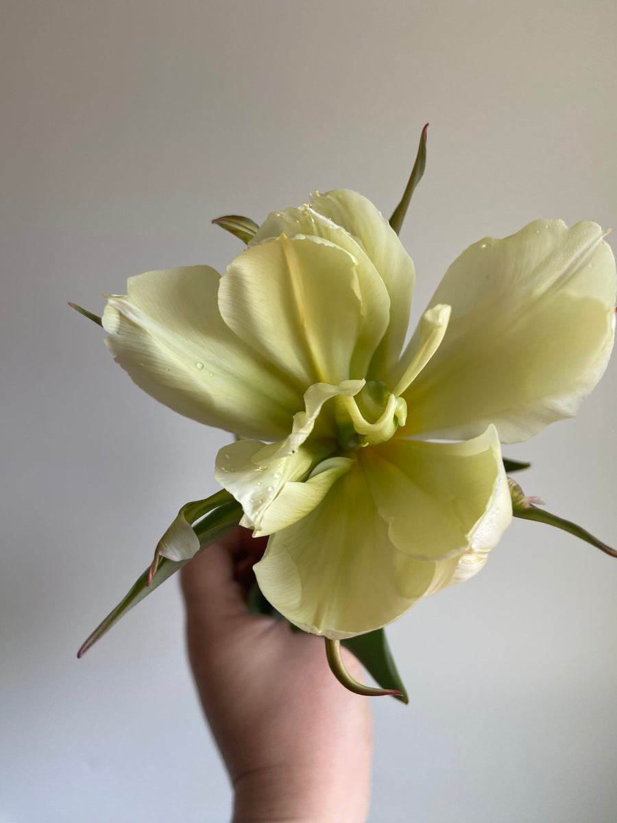 Tulip ‘Exotic Emporer’ 5 Stems – New Moon Flowers