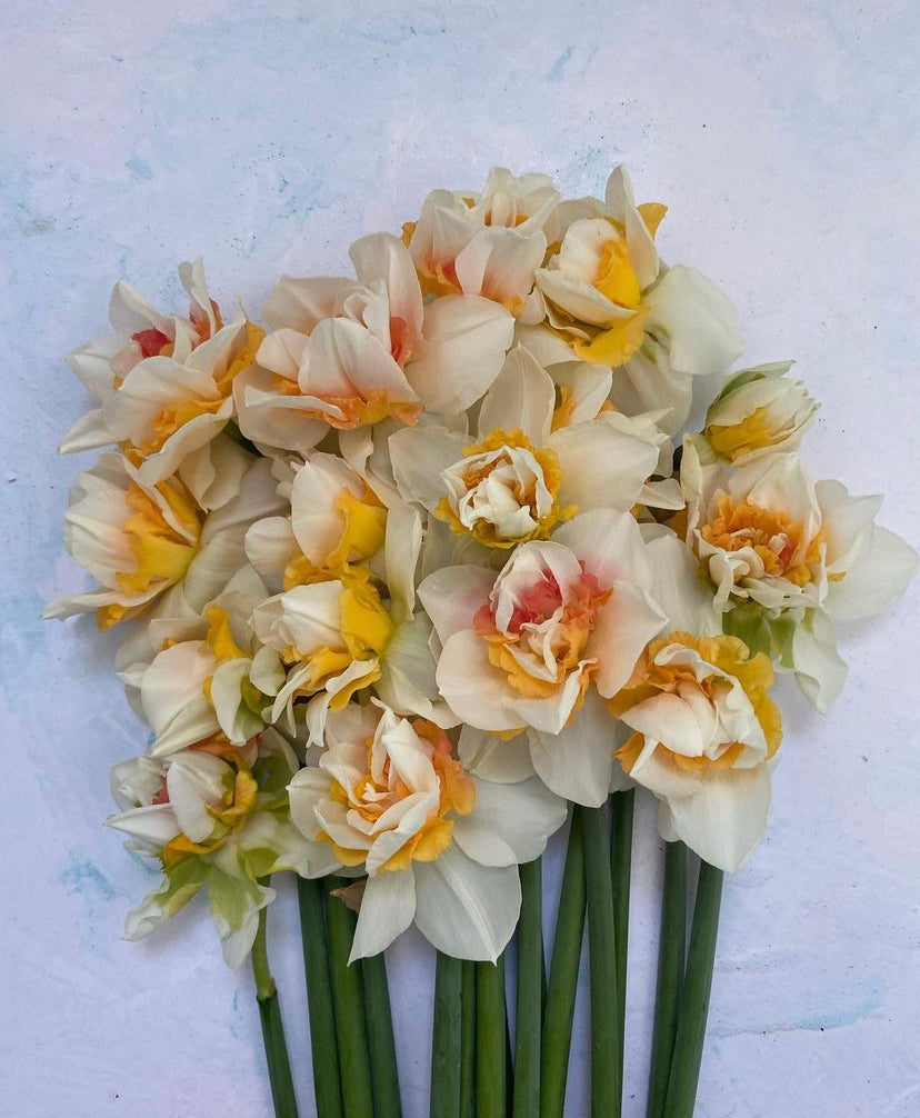 British Narcissus | 10 Stems – New Moon Flowers